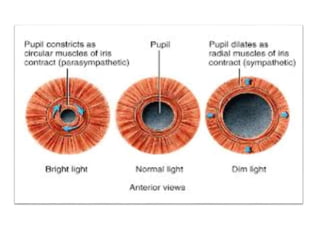 Miosis And Mydriasis