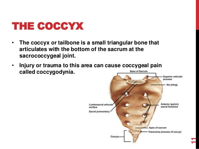 Screening the sacrum, sacroiliac and pelvis