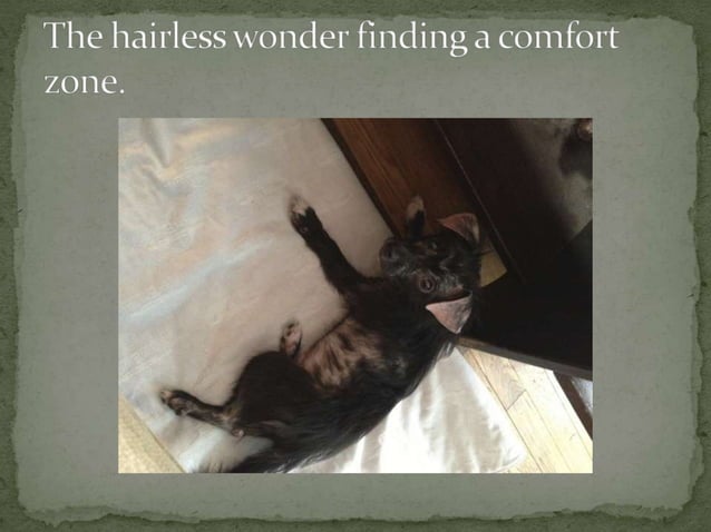 SCREEN STRUCTURE: Documentary, narrative, aesthetic, emotional (with ...