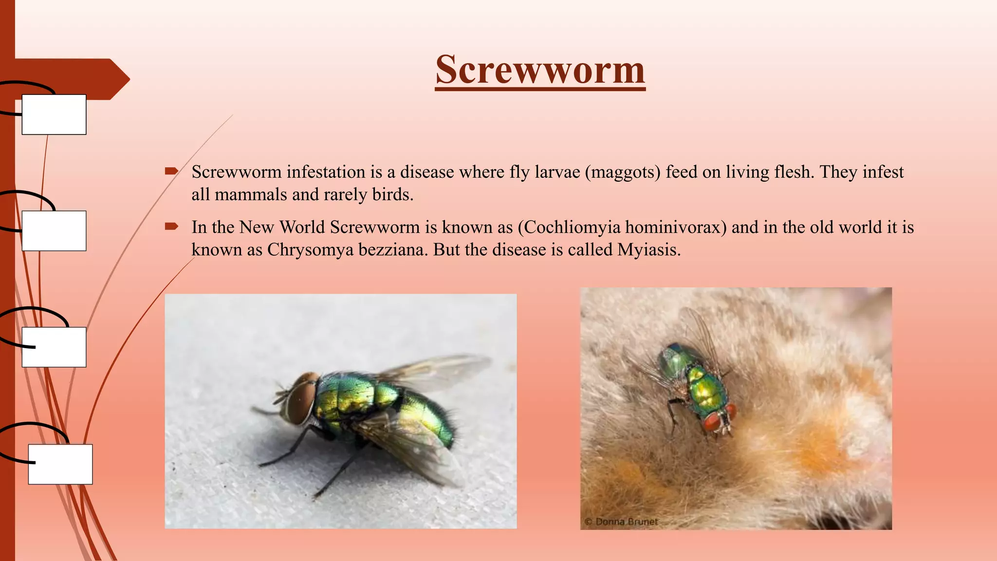 Screwworm infestation | PPTX