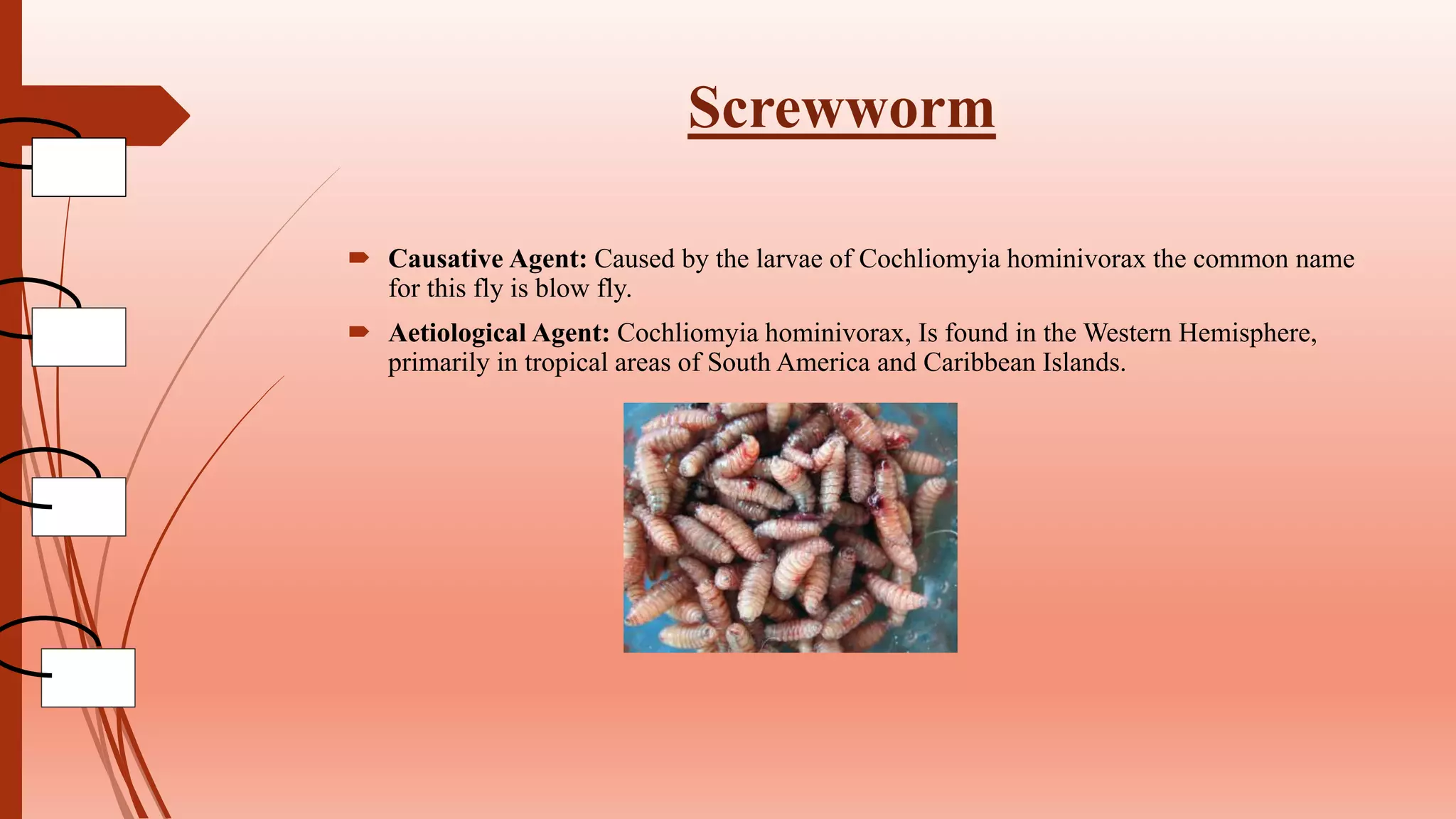 Screwworm infestation | PPTX