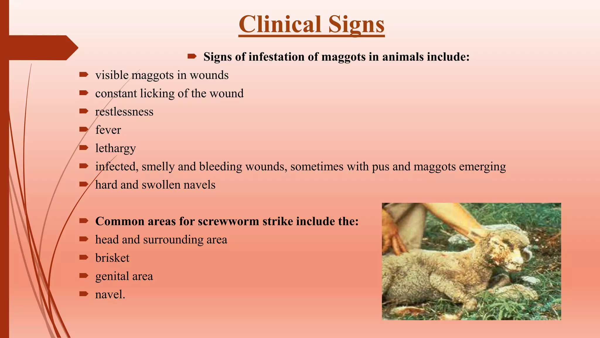 Screwworm infestation | PPTX