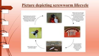 Screwworm infestation | PPTX