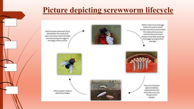 Screwworm infestation | PPTX