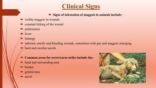 Screwworm infestation | PPTX