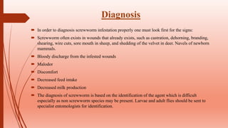 Screwworm infestation | PPTX