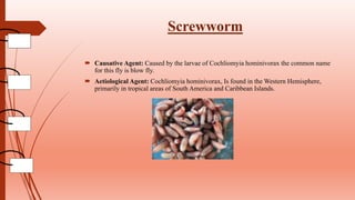 Screwworm infestation | PPT