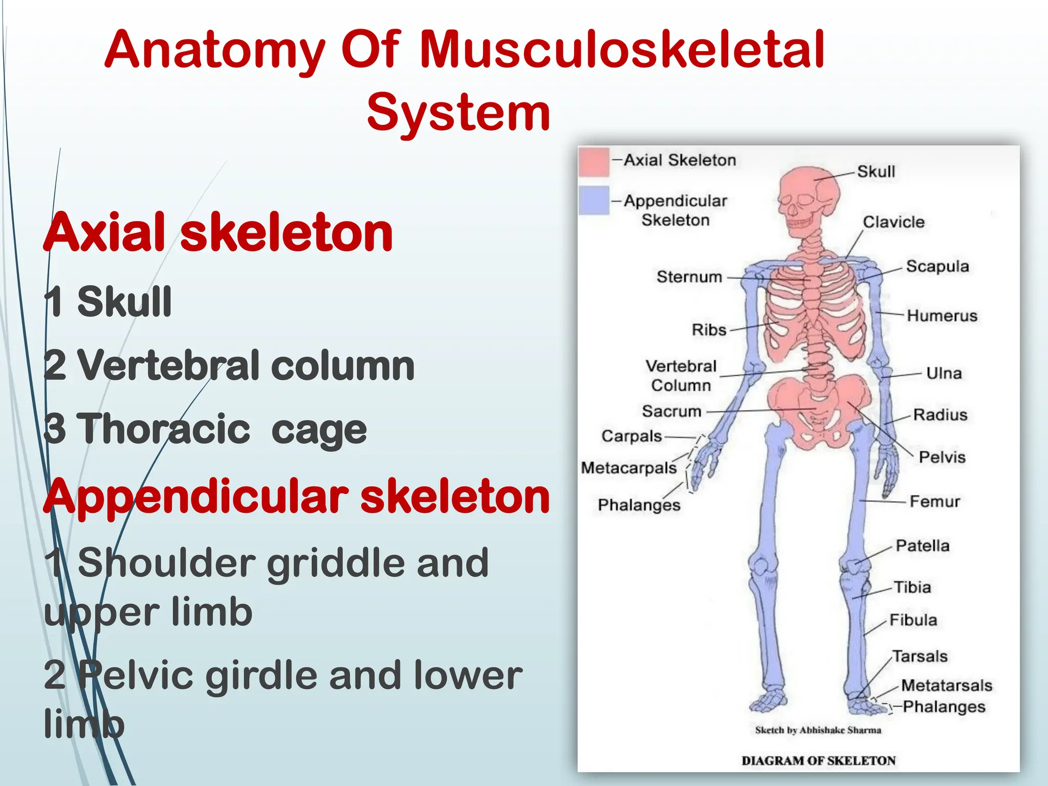 musculoskeletal system health nursing awareness | PPT