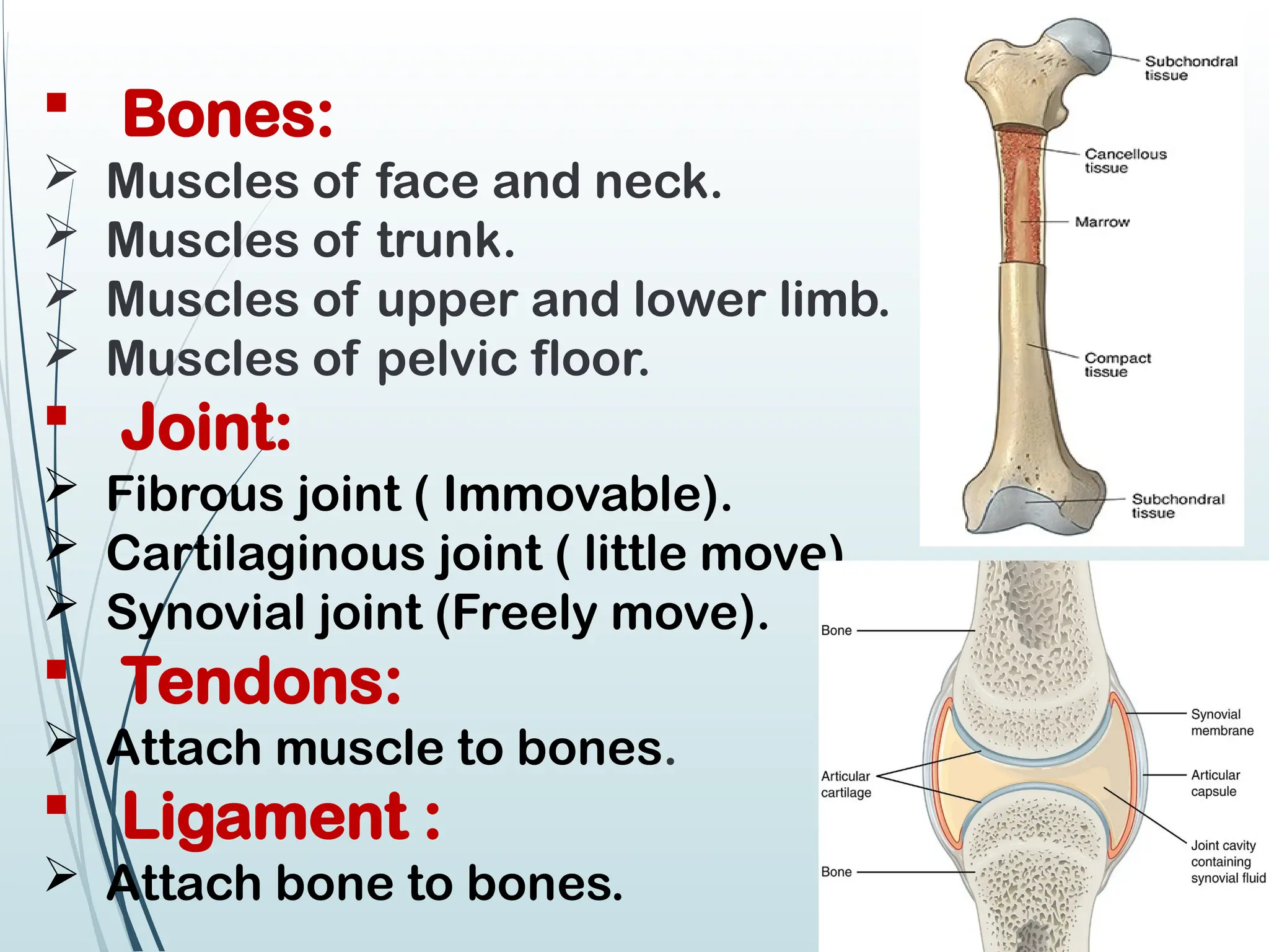 musculoskeletal system health nursing awareness | PPT