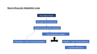 Neuroplasticity and Musculoskeletal Adaptation in Neurological Sciences ...