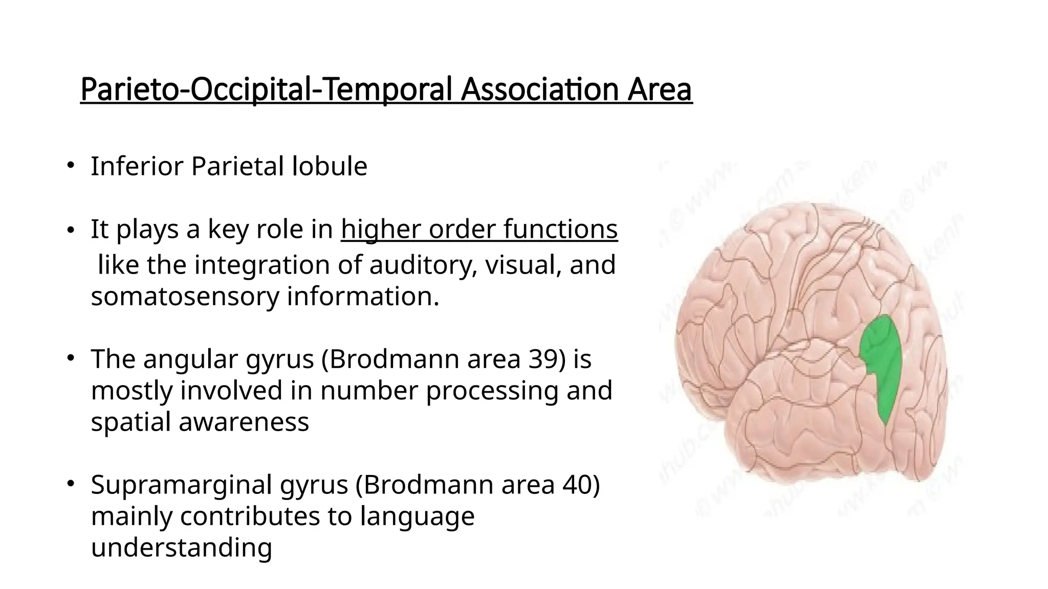 Sensory & Higher Cortical Functions of the Parietal Lobe | PPTX