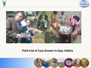 Fish Feed Technology and Feed Management for Carp-nursery-ponds | PDF