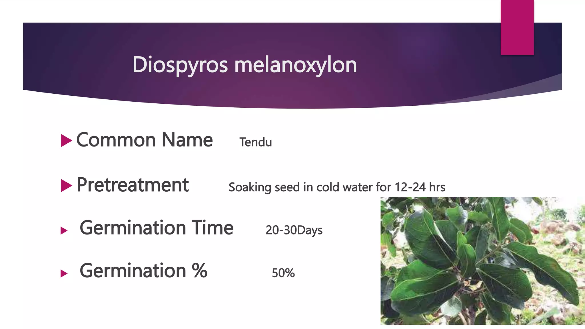 Seed Scarification Techniques.pptx