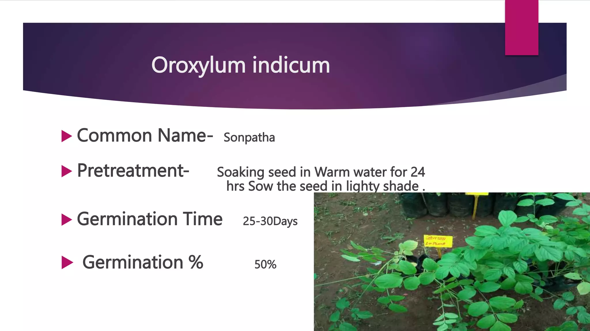 Seed Scarification Techniques.pptx