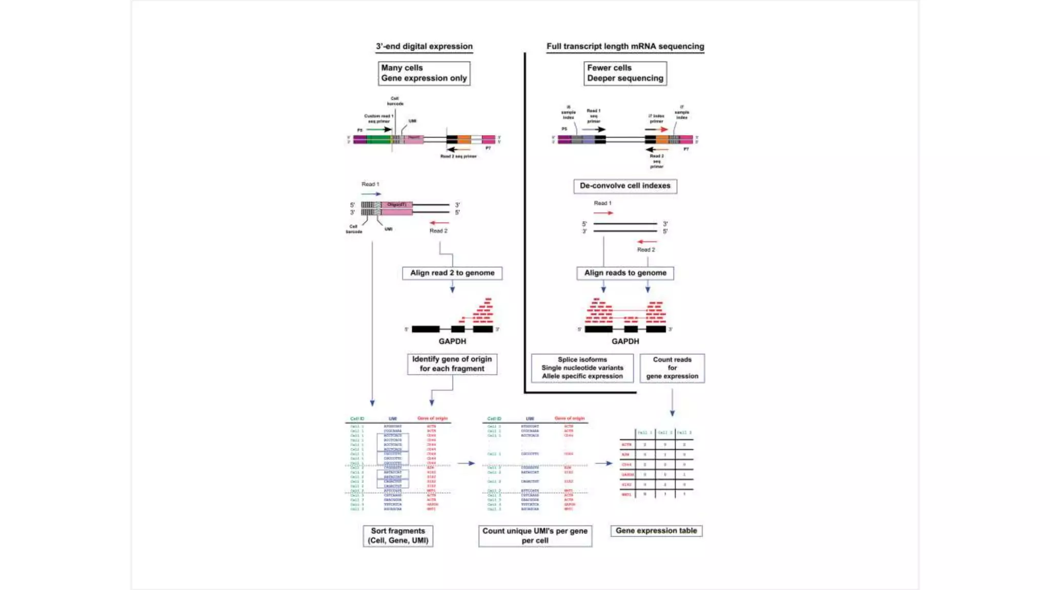 Single-cell RNA-seq tutorial | PPT