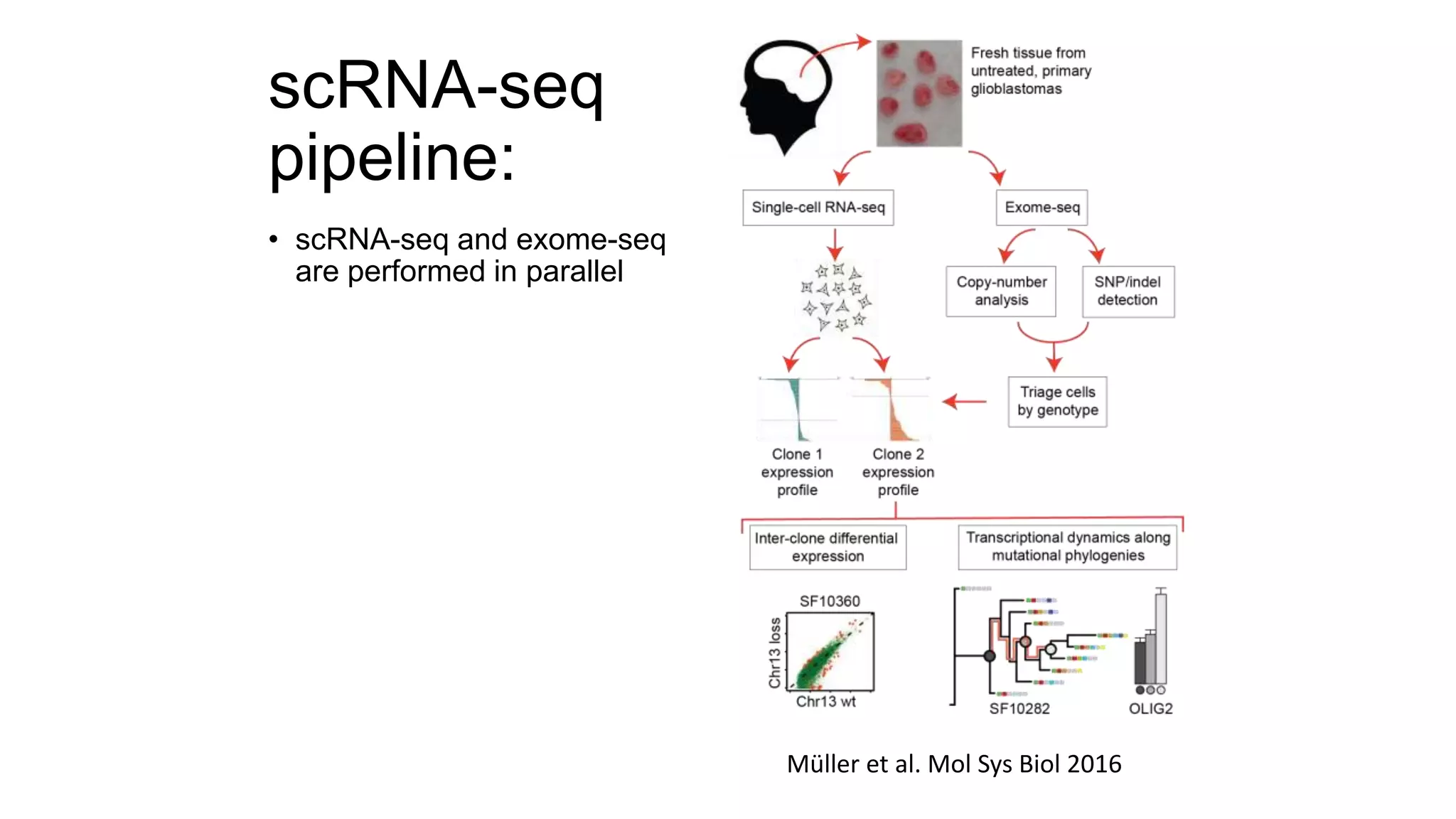 Single Cell Rna Seq Tutorial Ppt