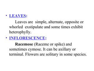 Scrophulariaceae | PPT