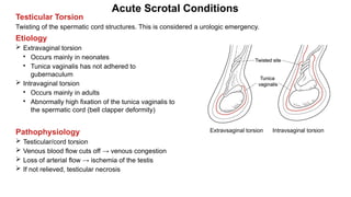 Scrotal contents disroders, congenital and acquired | PPTX