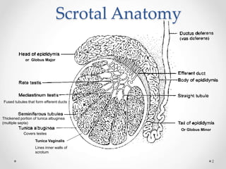 Scrotal 2013.ppt