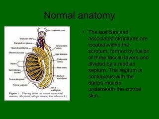 Scrotal 4 t's | PPT