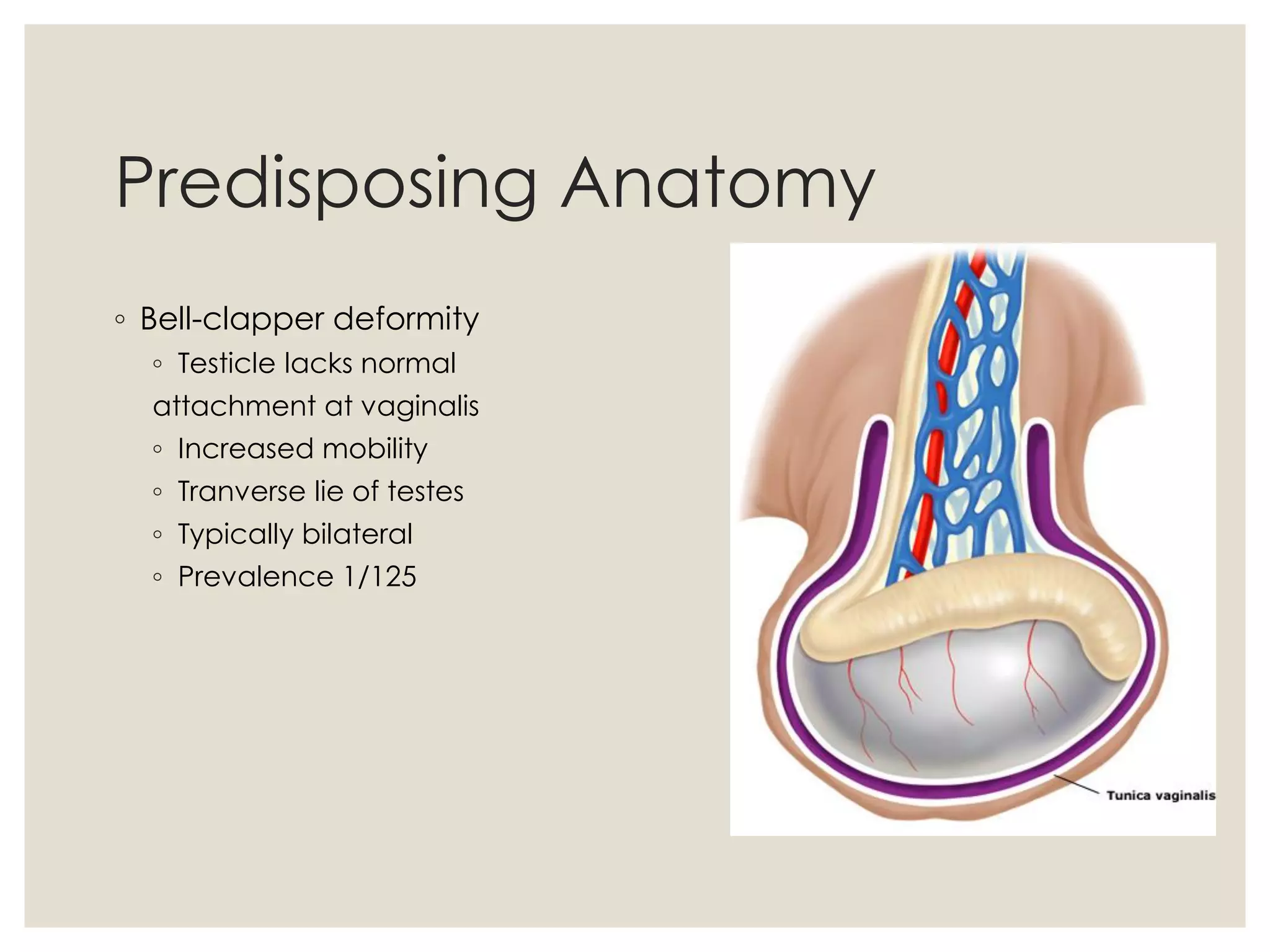 scrotal conditions_d3aa6fe8690749c1a4447f72576e94e2.pdf