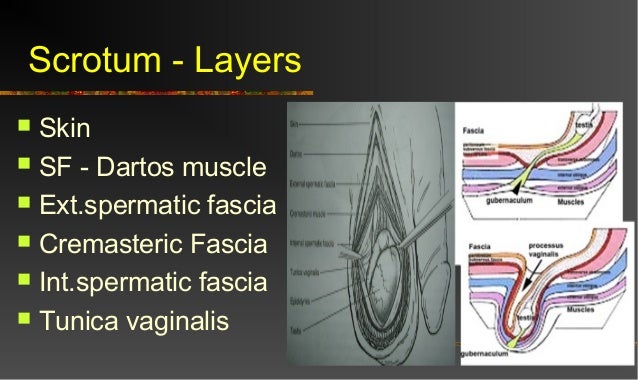 Scrotal disorders