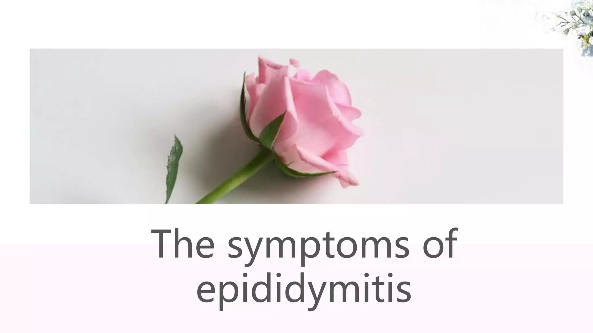Scrotal Pain is A Symptom of Epididymitis.pptx