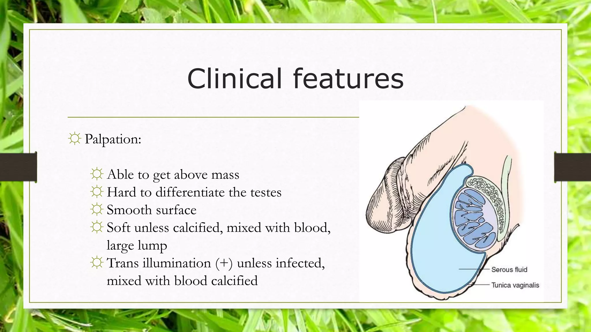 Scrotal swelling | PPTX