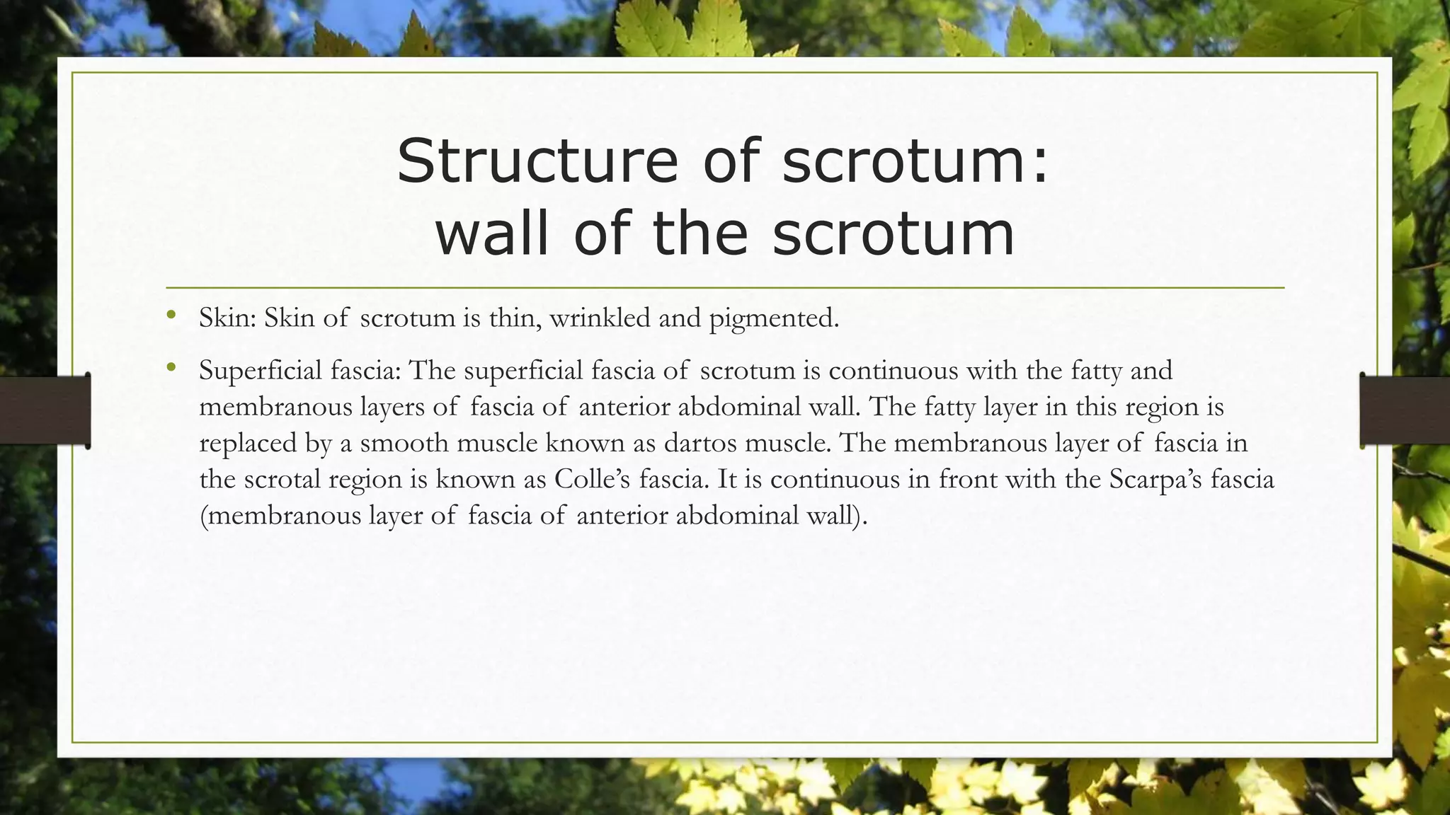 Scrotal swelling | PPTX