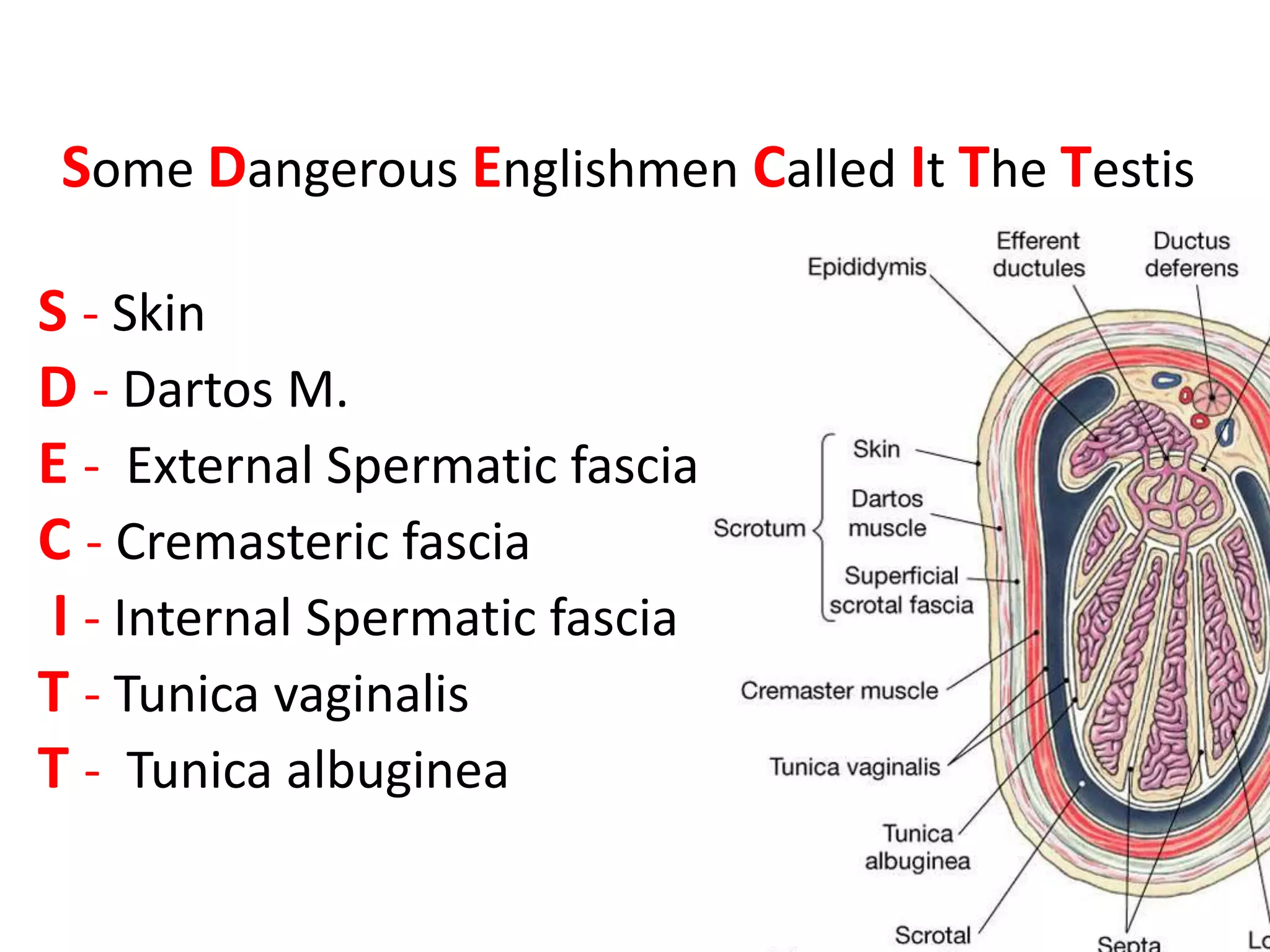 SCROTAL SWELLING | PPTX