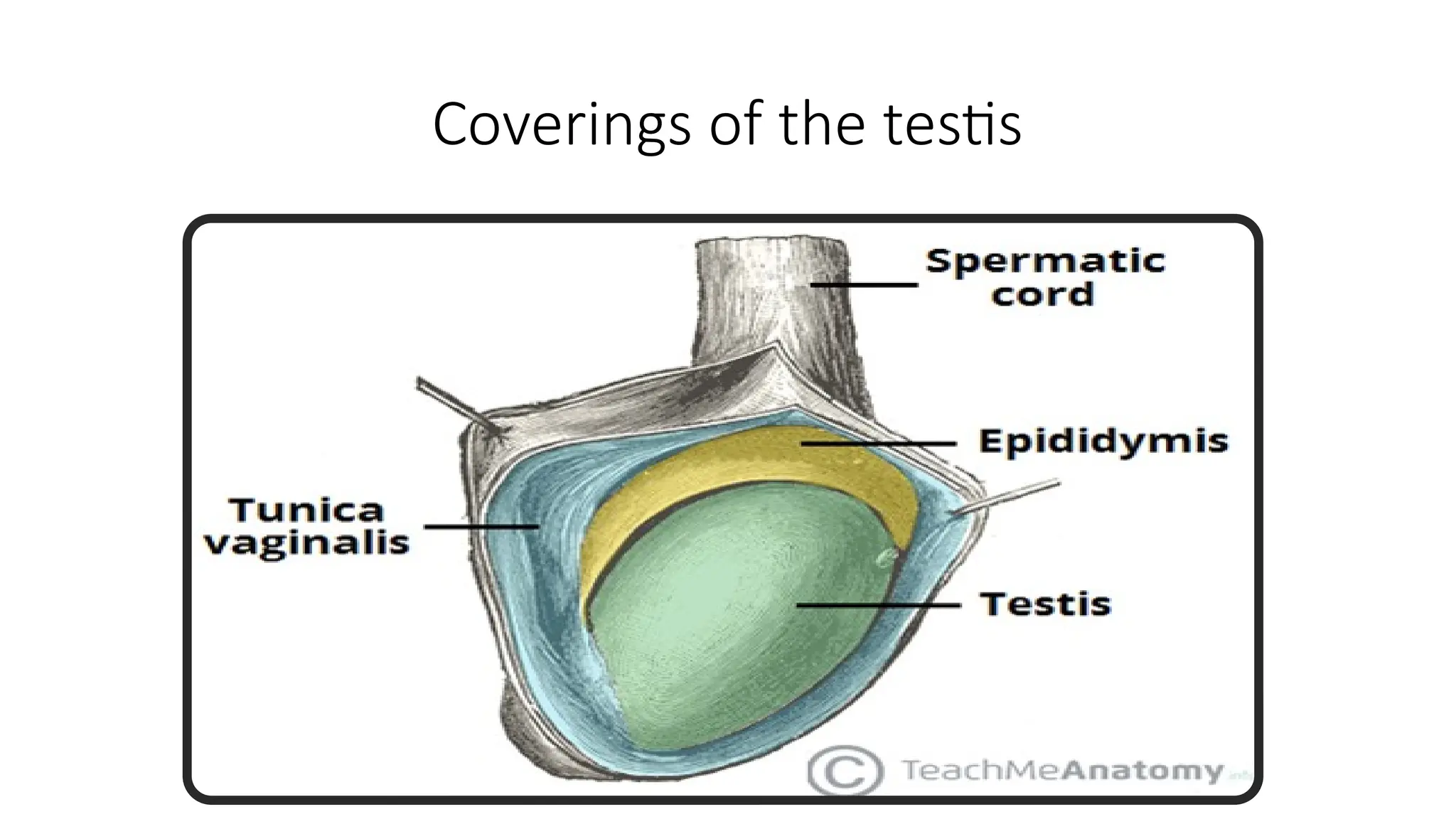 scrotal swelling common causes of scrotal | PPTX