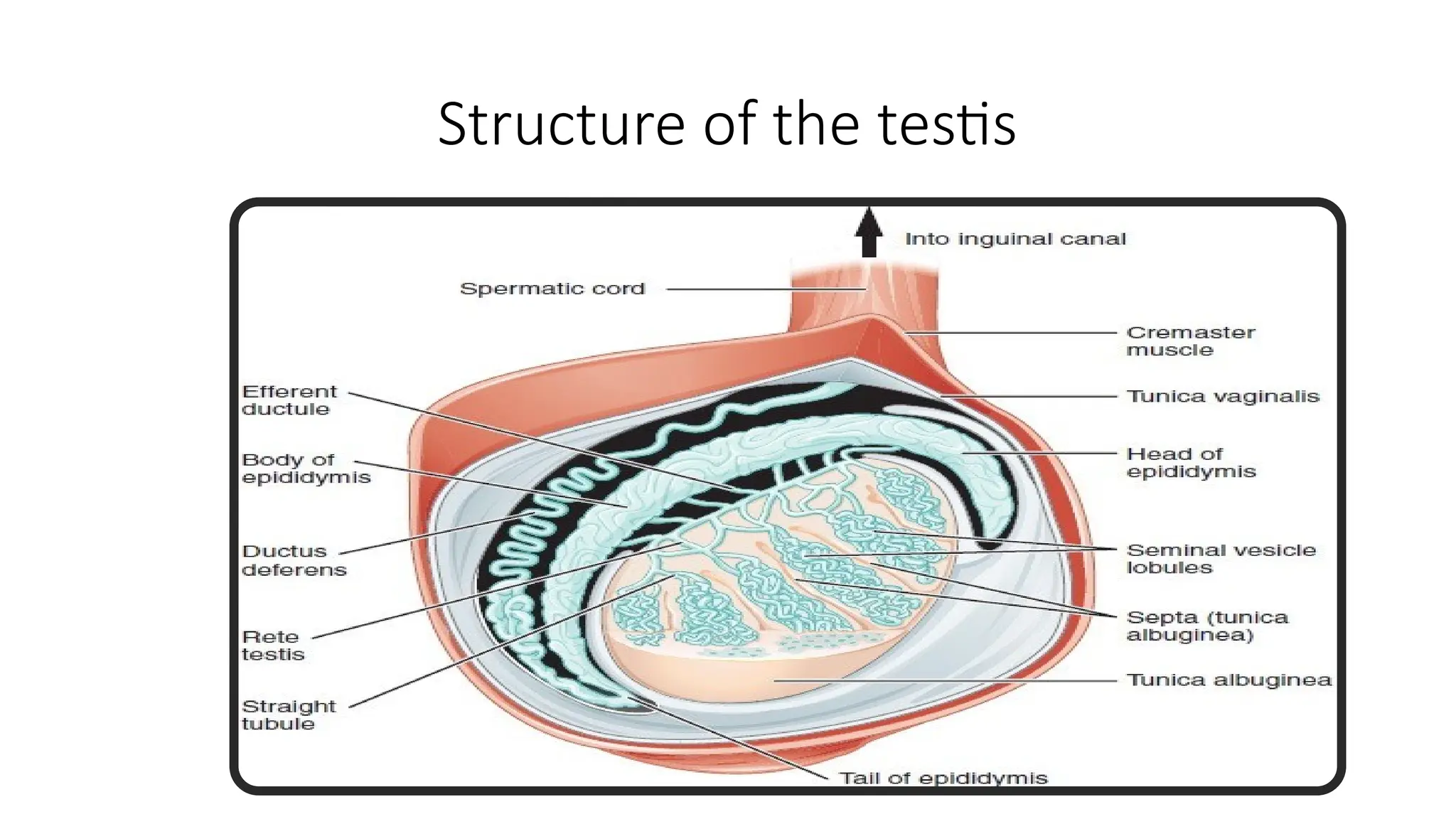 scrotal swelling common causes of scrotal | PPTX