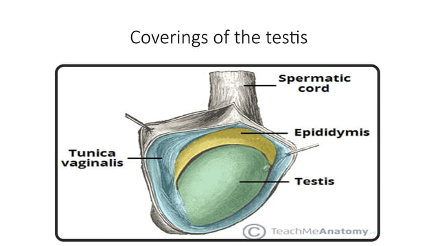 scrotal swelling common causes of scrotal | PPTX | Reproductive Health ...
