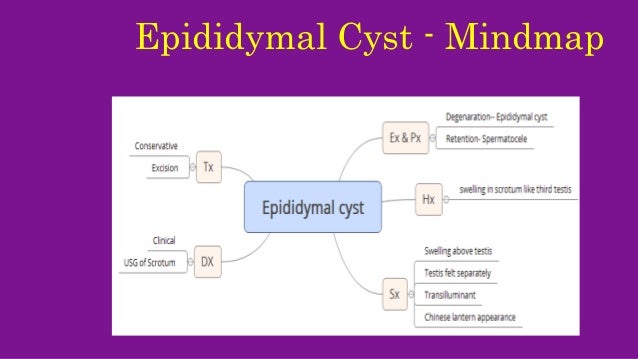 Scrotal Swellings 3 Epididymal Cyst