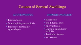 Scrotal swellings introduction | PPTX