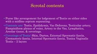 Scrotal swellings introduction | PPTX