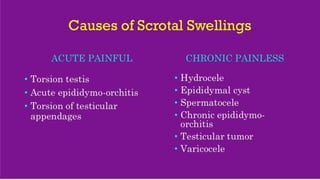 Scrotal swellings / Mindmaps, Diagnostic & Treatment Algorithms | PDF