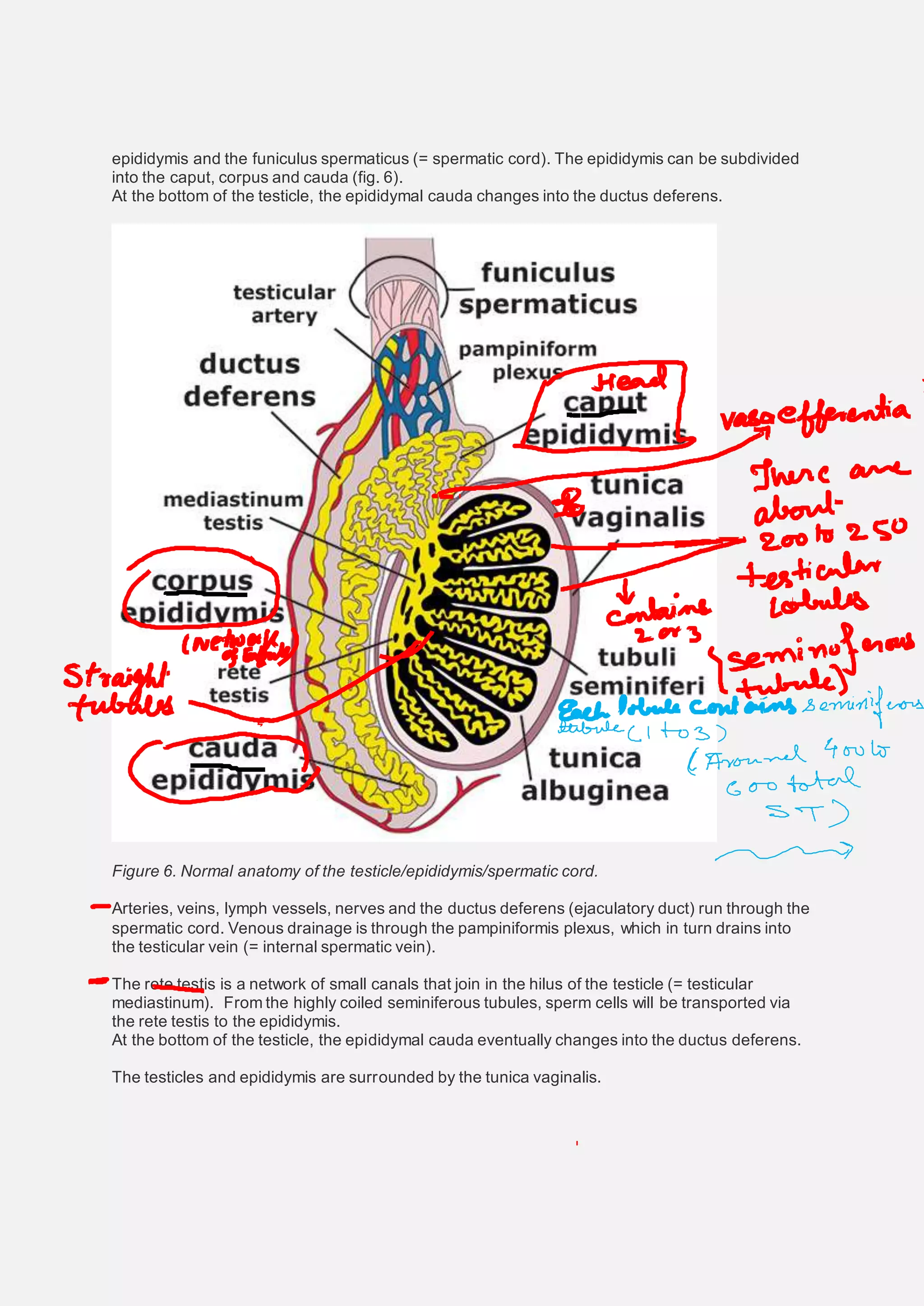 Scrotal ultrasound | DOCX