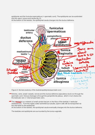 Scrotal ultrasound | DOCX