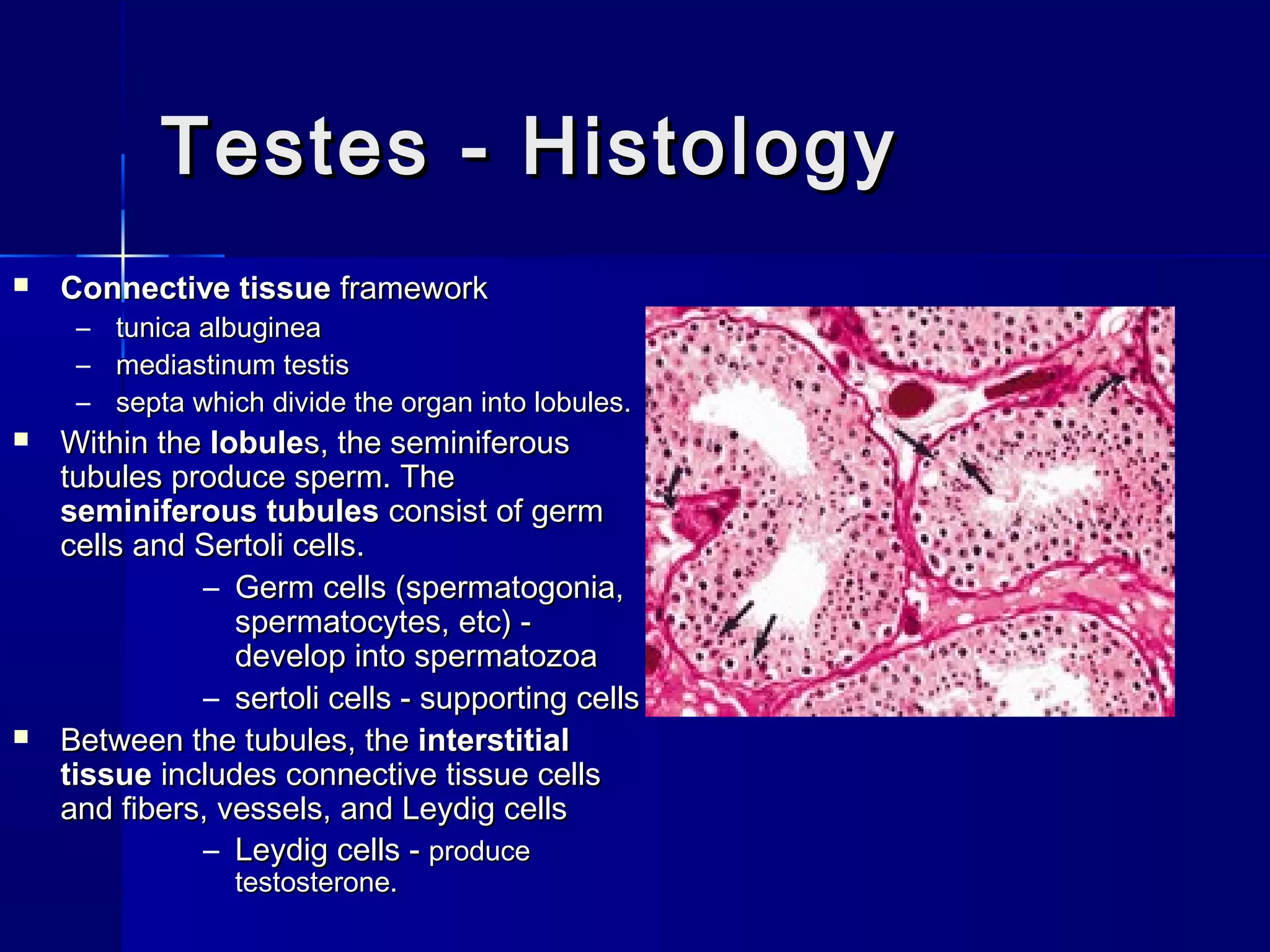 Imaging of the scrotum | PPT