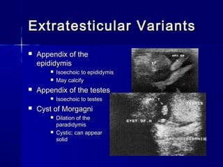 Imaging of the scrotum | PPT