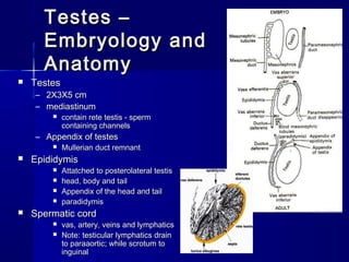 Imaging of the scrotum | PPT