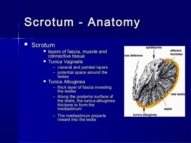 Scrotum Surface Anatomy