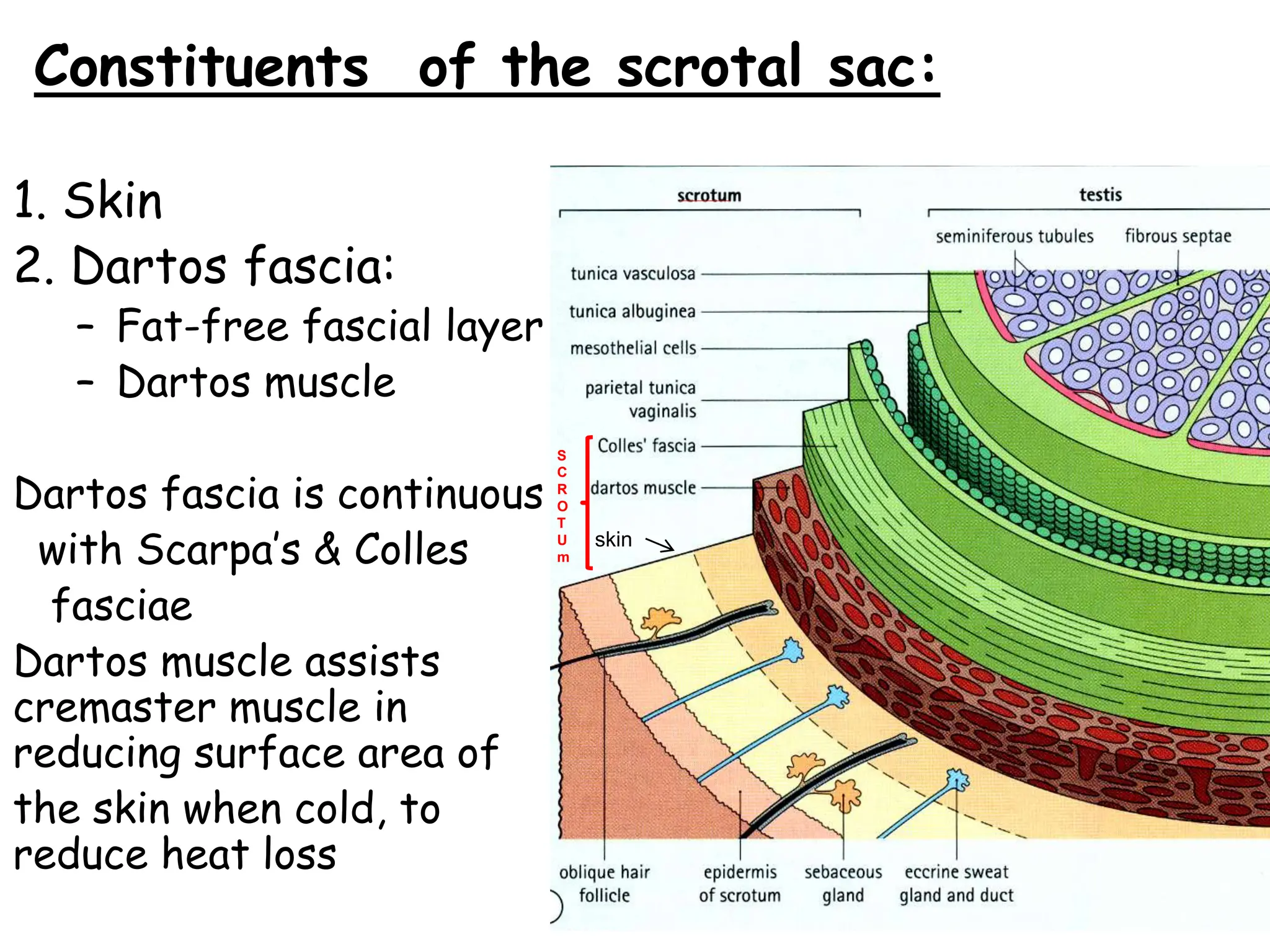 SCROTUMgggggggggg&gggggggggggvv.....pptx