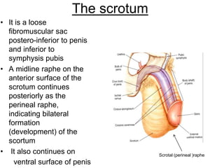SCROTUMgggggggggg&gggggggggggvv.....pptx