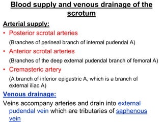 SCROTUMgggggggggg&gggggggggggvv.....pptx