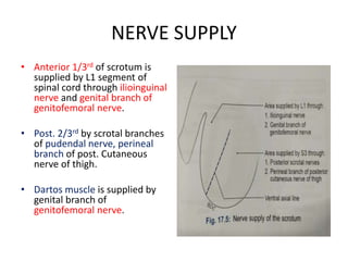 SCROTUM AND TESTIS.pptx anatomy scrotum bdc | PPTX