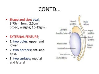 SCROTUM AND TESTIS.pptx anatomy scrotum bdc | PPTX