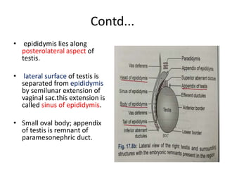 SCROTUM AND TESTIS.pptx anatomy scrotum bdc | PPTX