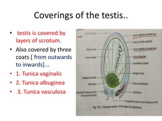 SCROTUM AND TESTIS.pptx anatomy scrotum bdc | PPTX